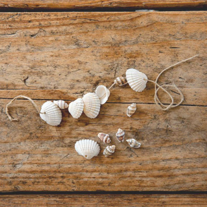 Everything You Need to Know About Chic Shell Jewelry – ShellVibe©